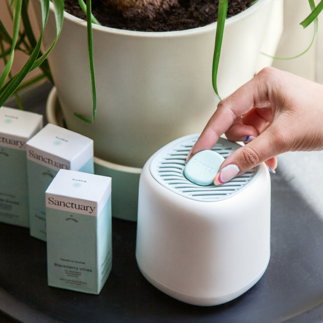 Canopy Diffuser Bundle | Aroma Diffuser with Essential Oil Aromas